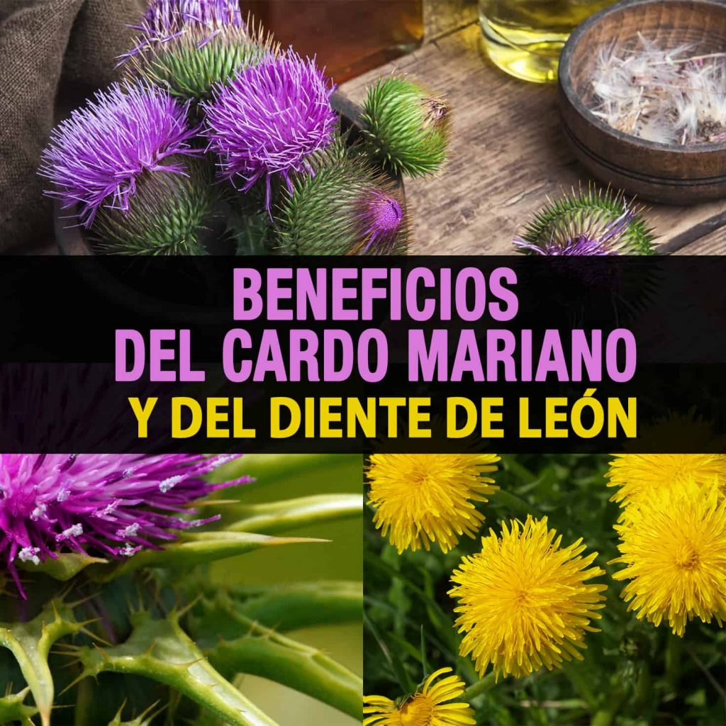 Cardo mariano infusión ¡Beneficios y Propiedades! 【2019】