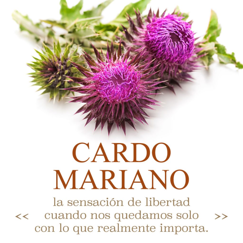 Cardo mariano infusión ¡Beneficios y Propiedades! 【2019】