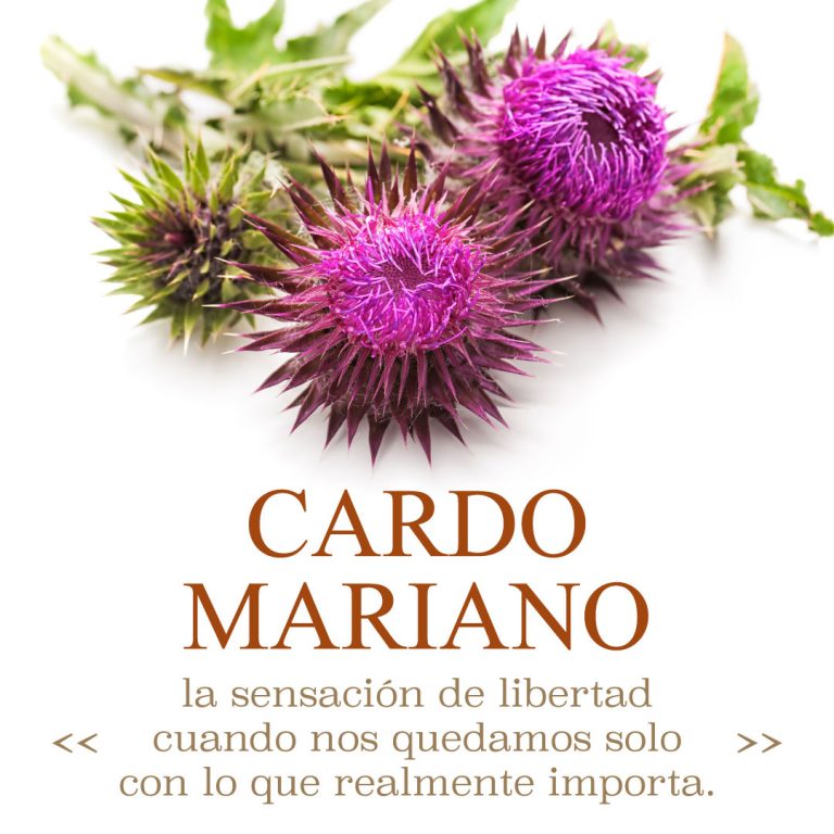 Cardo mariano infusión ¡Beneficios y Propiedades! 【2019】