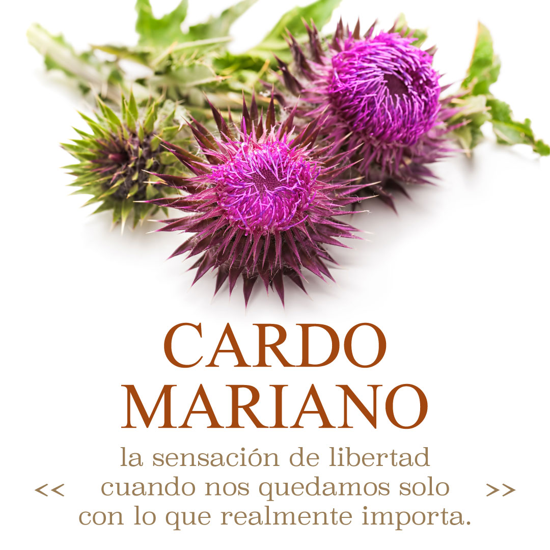 Cardo mariano infusión ¡Beneficios y Propiedades! 【2019】