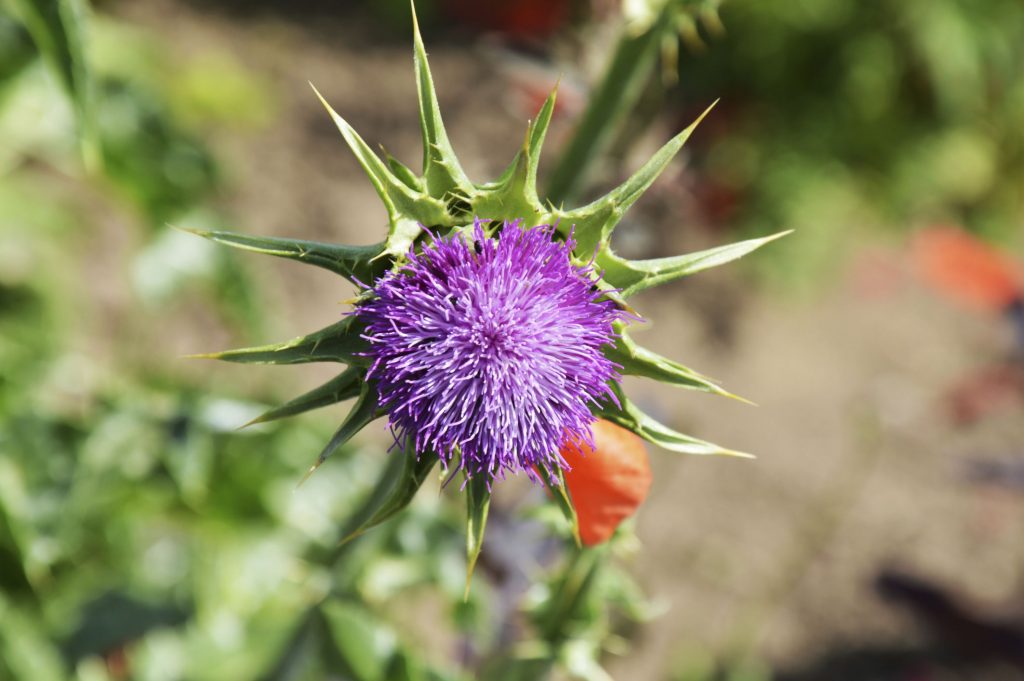 Cardo mariano infusión ¡Beneficios y Propiedades! 【2019】