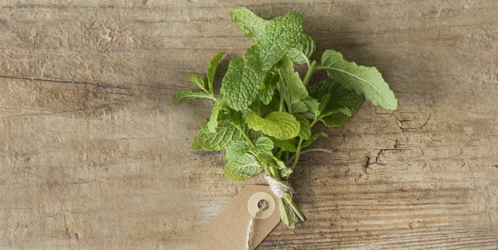 Infusión de menta ¡Beneficios y Propiedades! 【2019】