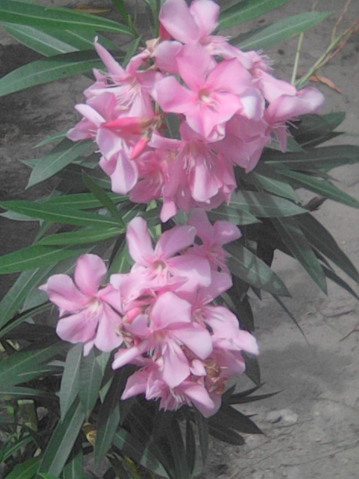 Infusión de verbena ¡Beneficios y Propiedades! 【2019】